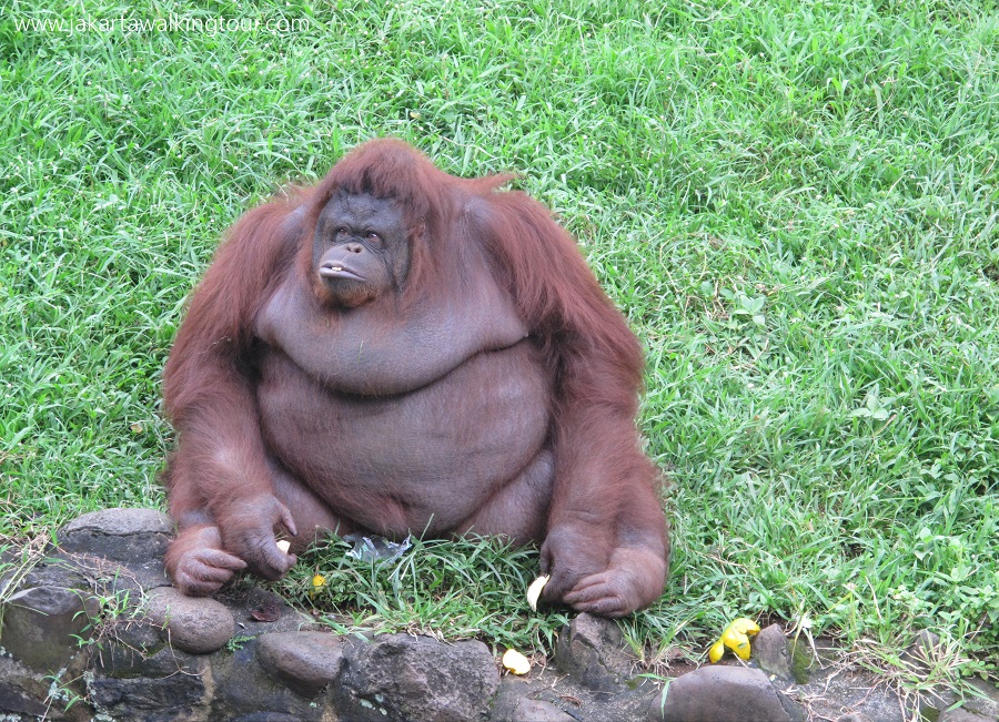 See Komodo in Ragunan Zoo Jakarta -2 – Jakarta Walking Tour